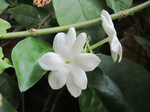 Azie blog: Asean National flowers(Part 1)